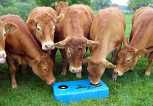 Rumenco Molasses Feeder 60L - Davidsons Farm & Country