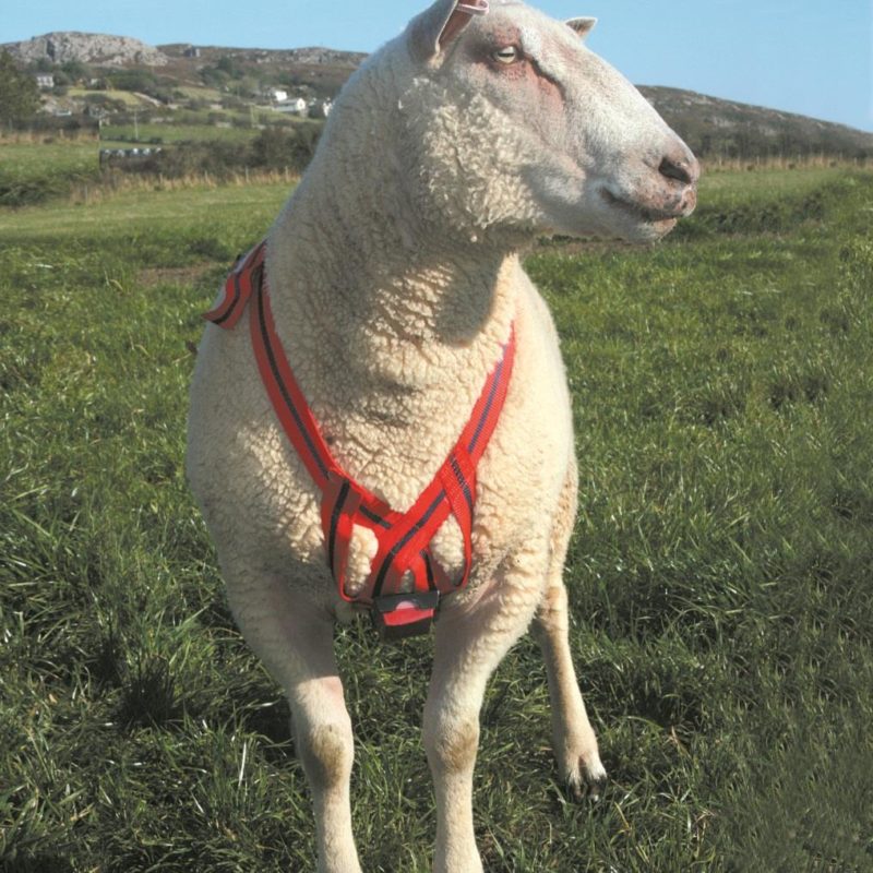 Mating Mark Nylon Ram Harness - Davidsons Farm & Country