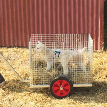 IAE Sheep Yoke Gate In Frame - Davidsons Farm & Country