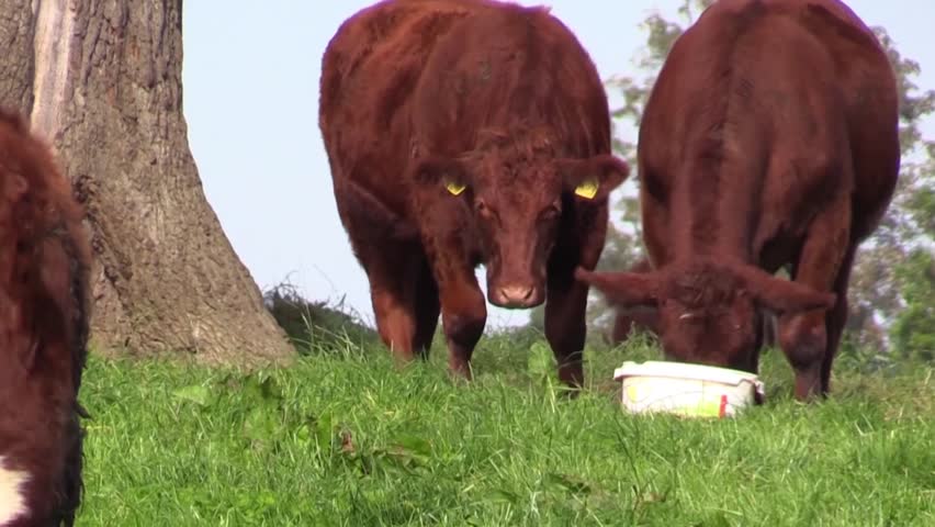 Mineral Buckets - Davidsons Farm & Country