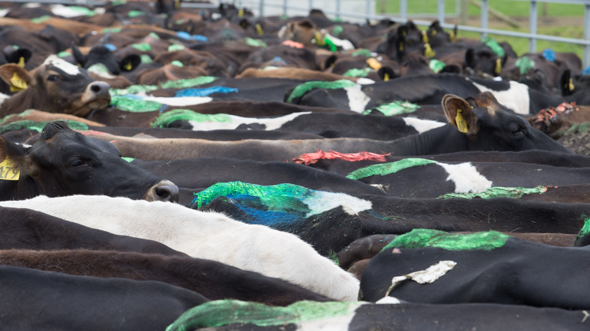Cattle Marking - Davidsons Farm & Country