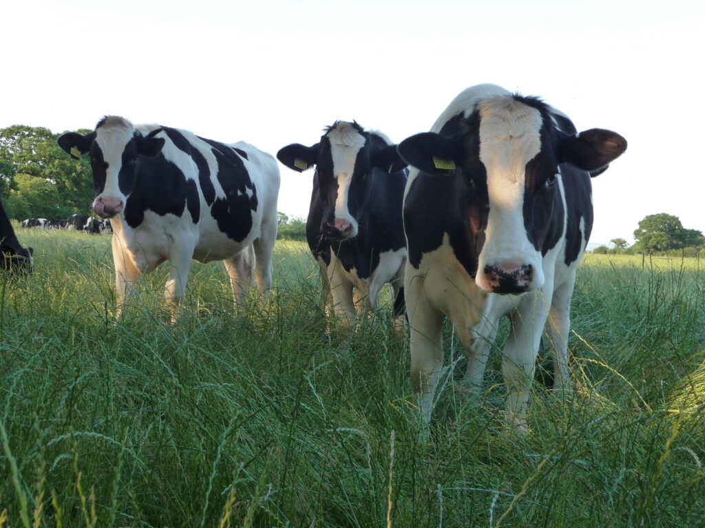 General / Sundries - Davidsons Farm & Country