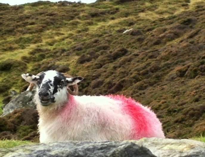 Sheep Marking - Davidsons Farm & Country