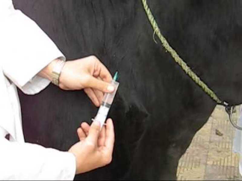 Cattle Medicines - Davidsons Farm & Country