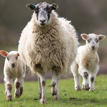 Premadex Sheep Drench 5L - Davidsons Farm & Country