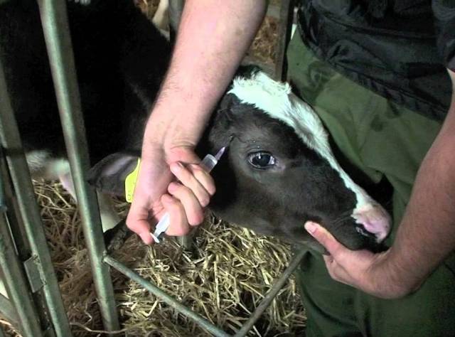 Cattle Dehorning - Davidsons Farm & Country