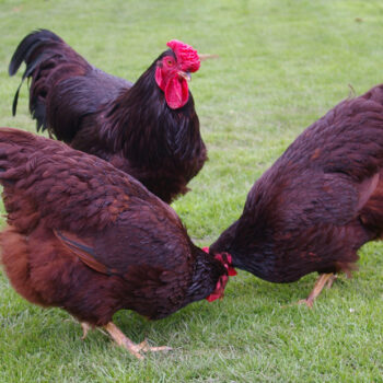 Portek Double Daytime Rope Bangers - Davidsons Farm & Country